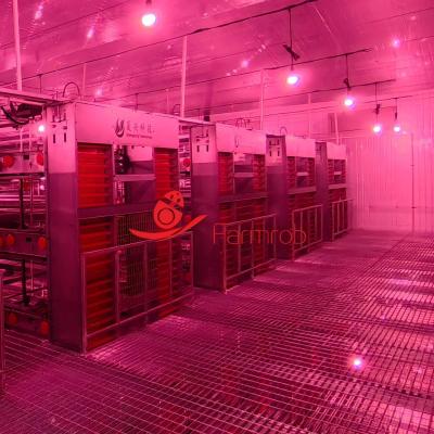 중국 사육 환경 개선을 위한 80000 계란 생산 닭 케이지 시스템 판매용