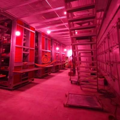 중국 좋은 성장을 위한 충분하고 균등한 사료 배분 계층 닭장 시스템 판매용