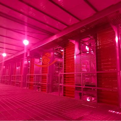 중국 UAE 농장에서 뛰어난 녹 방지 기능을 갖춘 80000 H형 산란계 케이지 시스템 판매용