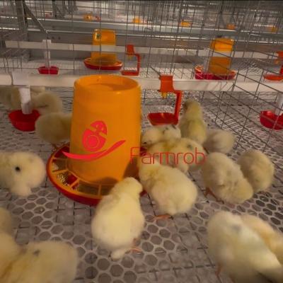 中国 3-8段の若鶏用鶏舎バッテリーケージシステム、先進的な給水システム付き 販売のため