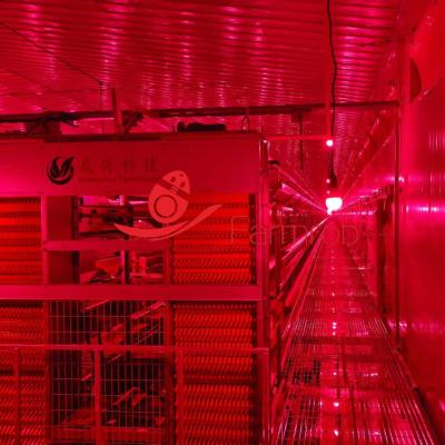 China Durable 440 Mg-Al-Zn Alloy Layer Chicken Cage System for Commercial  Chicken Coop for sale