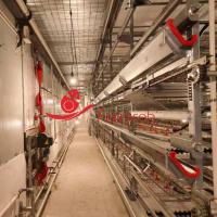 China H-Type Pullet Battery Cage System 120cm Width for Minimized Mortality for sale