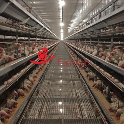 China Detail-oriented Layer Chicken Cage System in Vietnam Farms for sale