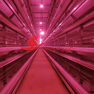 China Large-Scale Egg Production Layer Chicken Cage System for Algeria Farms for sale