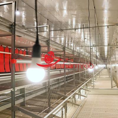 China Supporting Natural Chicken Instincts Cage Free System with Comfortable Environment for sale