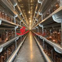 China Automatic Poultry Cage System Growth Optimization for Baby Chicks for sale