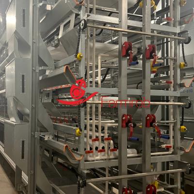 China Adjustable Feeding System Poultry Cage System for Baby Chickens for sale