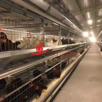 China 750 Cage Height Poultry Cage System for Breeder for sale