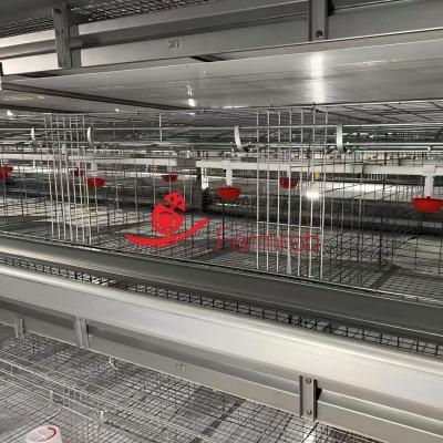China 30000-60000 Poultry Battery Cage System for Enhanced Pullet Welfare and Performance for sale