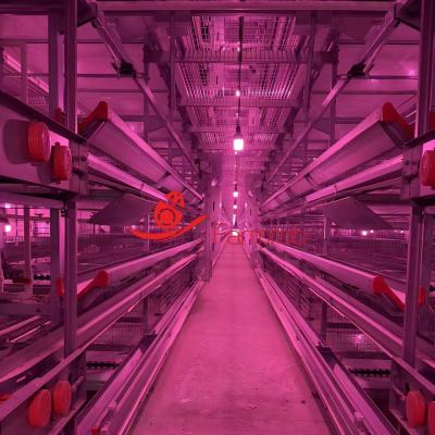 China Smart Layer Chicken Cage System Energy-Saving for High-Intensive Farms for sale