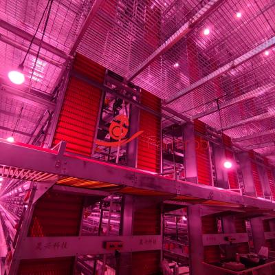 China Auger Filling Device Layer Chicken Cage System Low Feed Waste for sale