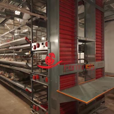 China High-End Layer Chicken Cage System with Over 15 Years Service Life and 700 Mm Story Height for sale