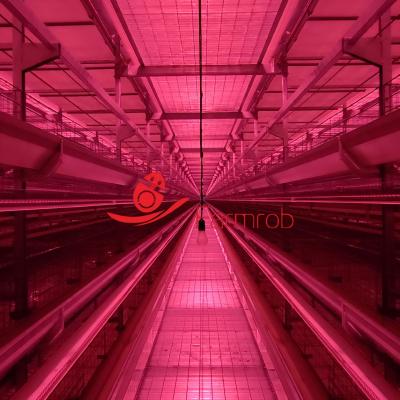 China 50000 Birds Advanced Layer Chicken Cage System for Domestic and Abroad Poultry Farming for sale