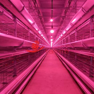 China Large-Scale Layer Chicken Cage System with Optimal Poultry Climate and Manure Control for sale