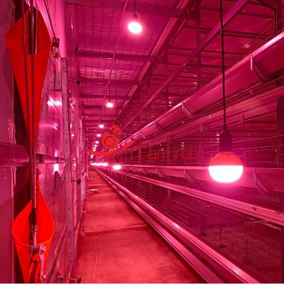 China Optimal Egg Collection Layer Chicken Cage System for Algerian Farms for sale