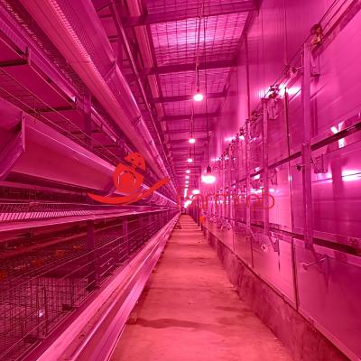 China Stress-Free Egg Production with Layer Chicken Cage System in the Middle East for sale