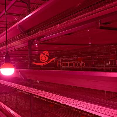 China 440 Middle Supports for Layer Chicken Cage System in Vietnam Farms for sale