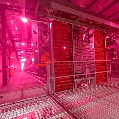 China 8-tier Long-Lasting Performance Layer Chicken Cage System for Modern Farms in Vietnam for sale