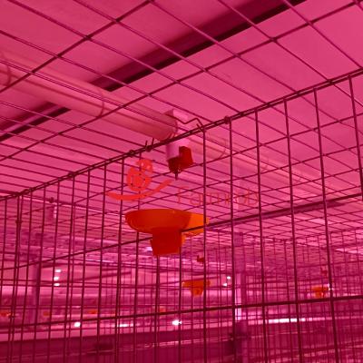 China Reliable Drinking System for Intelligent Layer Chicken Cage System in the United Arab Emirates for sale