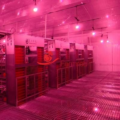 China 70000 Layer Chicken Cage System with Sturdy Middle Supports for Pakistan Farms for sale
