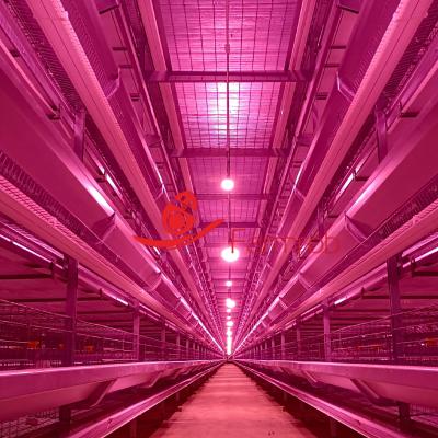 China Hassle-free Farm Management for Layer Cage System with Advanced Technology for sale