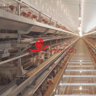 China Reduced Manual Work ency Layer Chicken Cage System with Reliable Systems for poultry production for sale