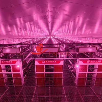 China Seamless Production Chain Layer Chicken Cage System Compliant with CE Standards for sale