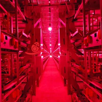 China Sufficient Water Supply Layer Chicken Cage System Complete Segregation Between Humans and Poultry for sale