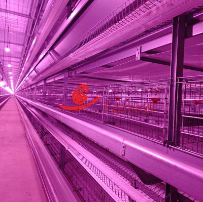 China High Load Bearing Capacity H Type Layer Chicken Cage System for Vietnam Farms for sale