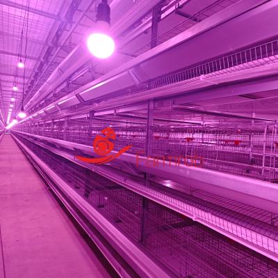 China Stable Egg Production Layer Chicken Cage System for Indonesian Farms for sale