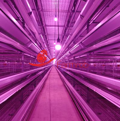 China 3-6 tiers Layer Chicken Cage System for Algerian Farms for sale