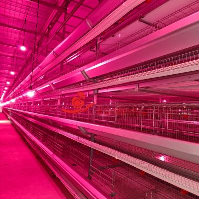 China 80000 Large-Capacity Layer Chicken Cage System with Scientific Design Allowing Easy Management for sale