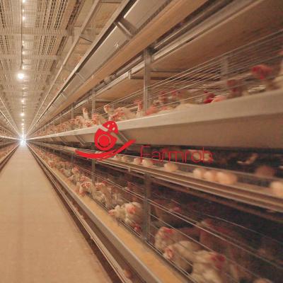 China 80000 Large-Capacity Layer Chicken Cage System with Scientific Design Allowing Easy Management for sale