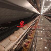 China Smart Control Technologies Layer Chicken Cage System with Excellent Production Performance for sale