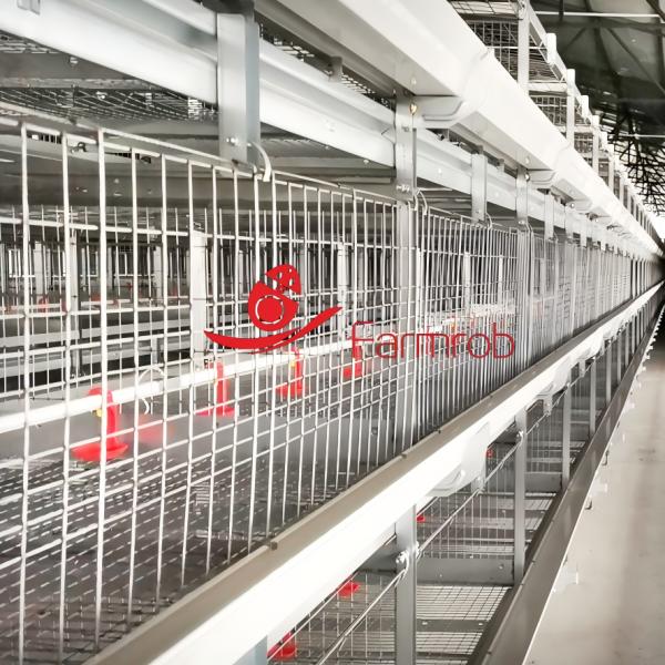 Quality Automatic Harvesting Broiler Cage System for Healthy Growth for sale