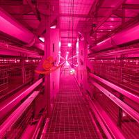 China Medium-scale Large-scale Layer Chicken Cage System with Easy Poultry Management for sale
