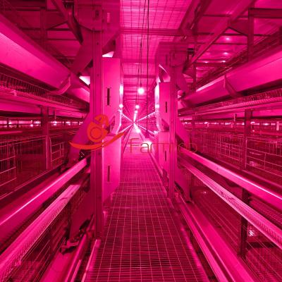 China Medium-scale Large-scale Layer Chicken Cage System with Easy Poultry Management for sale
