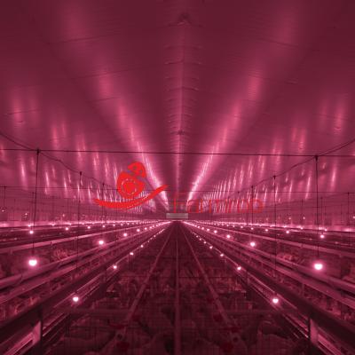 China Stable Egg Collection and Effective Manure Removal Layer Chicken Cage System for the Southeast Asian Market for sale