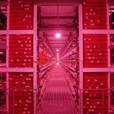 China 60000 Layer Chicken Cage System Offering Automated Feeding and Drinking Systems for Modern Poultry Farms for sale