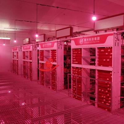 China Easy To Operate And Maintain Layer Chicken Cage System In Thai Farms for sale