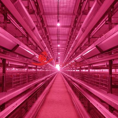 China Combining Robust Engineering And Innovative Technology Layer Chicken Cage System for Vietnam Farms for sale