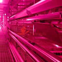 China Uniform Feed Distribution Layer Chicken Cage System Offering With Reduced Egg Breakage for sale