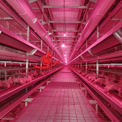 China 100000 Birds Layer Chicken Cage System Engineered For High Space Utilization for sale