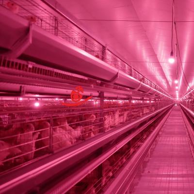 China Organized Dual Water Supply Lines Layer Chicken Cage System with Automatic Systems for sale