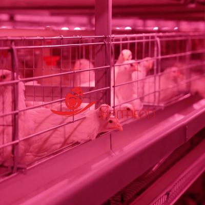 China Over 50000 Birds Layer Chicken Cage System Supporting Sustainable Poultry Farming With Feeding Systems And Enough Water Delivery Capacity for sale