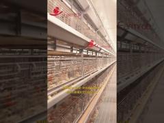auger filling device layer chicken cage system low feed waste