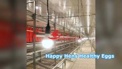 Cage Free Poultry System Natural Instincts