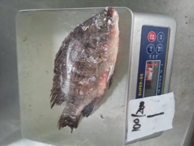 China Frozen Tilapia Whole Round Size 100-200 for sale