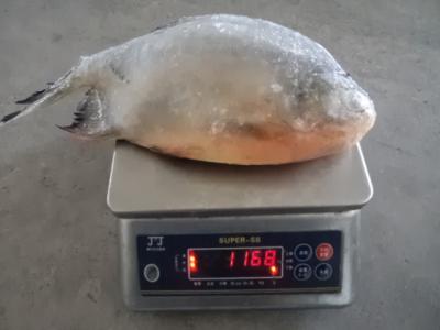 China FROZEN RED POMFRET WHOLE ROUND (COLOSSOMA BRACHYPOMUM) Size 800G+ for sale