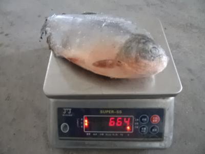 China HIGHT QUALITY FROZEN RED POMFRET WHOLE ROUND for sale